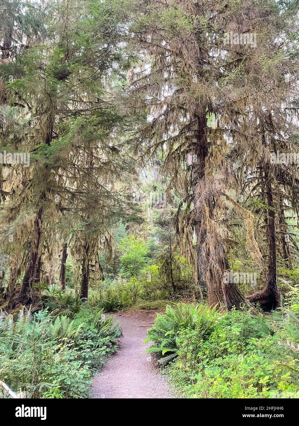 Hoh Rainforest is located on the Olympic Peninsula in the Pacific ...