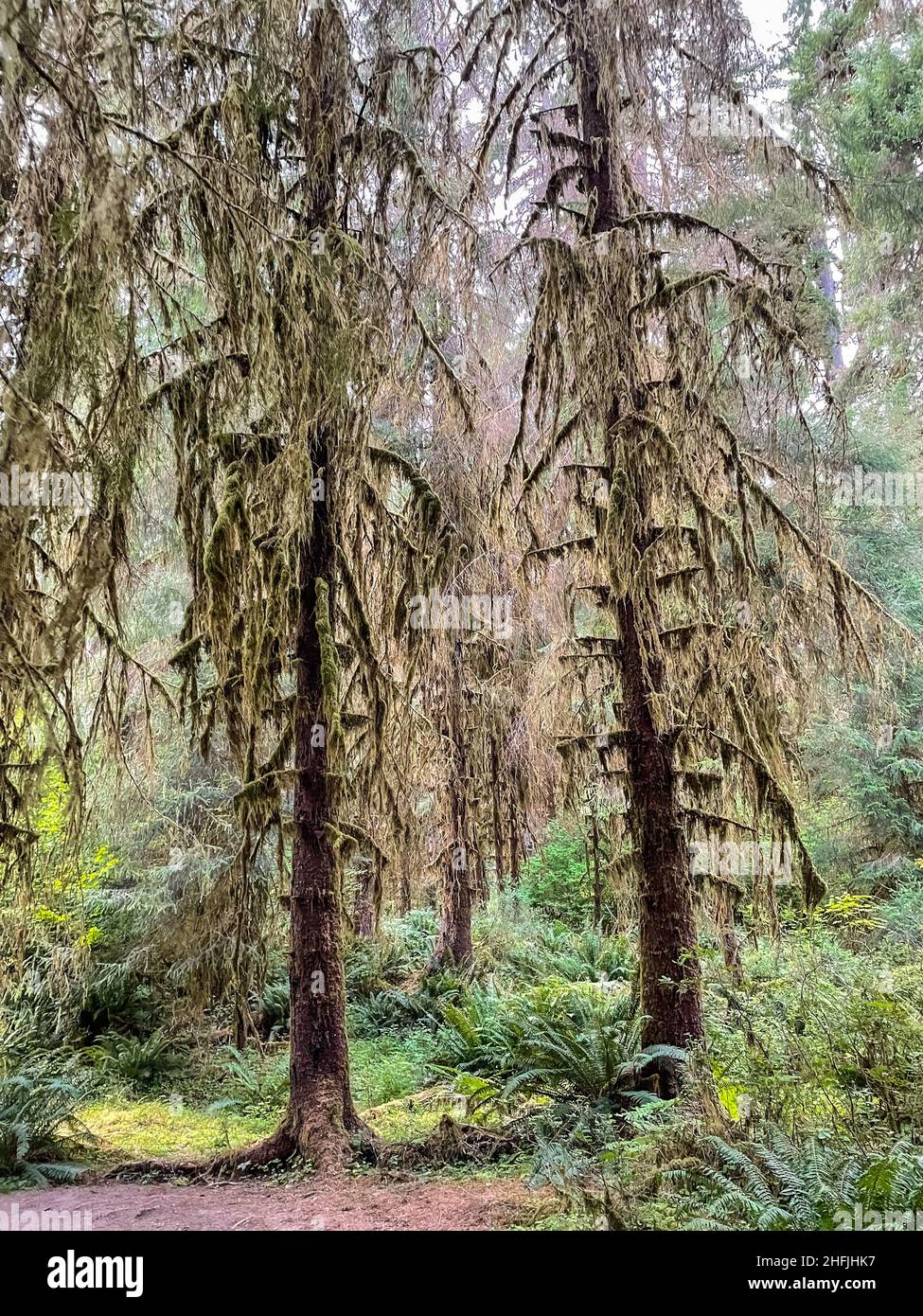 Hoh Rainforest is located on the Olympic Peninsula in the Pacific ...