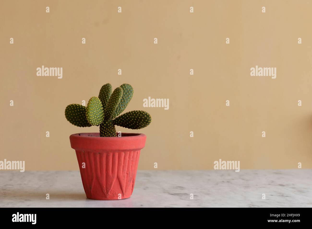 Copy space cactus hi-res stock photography and images - Alamy