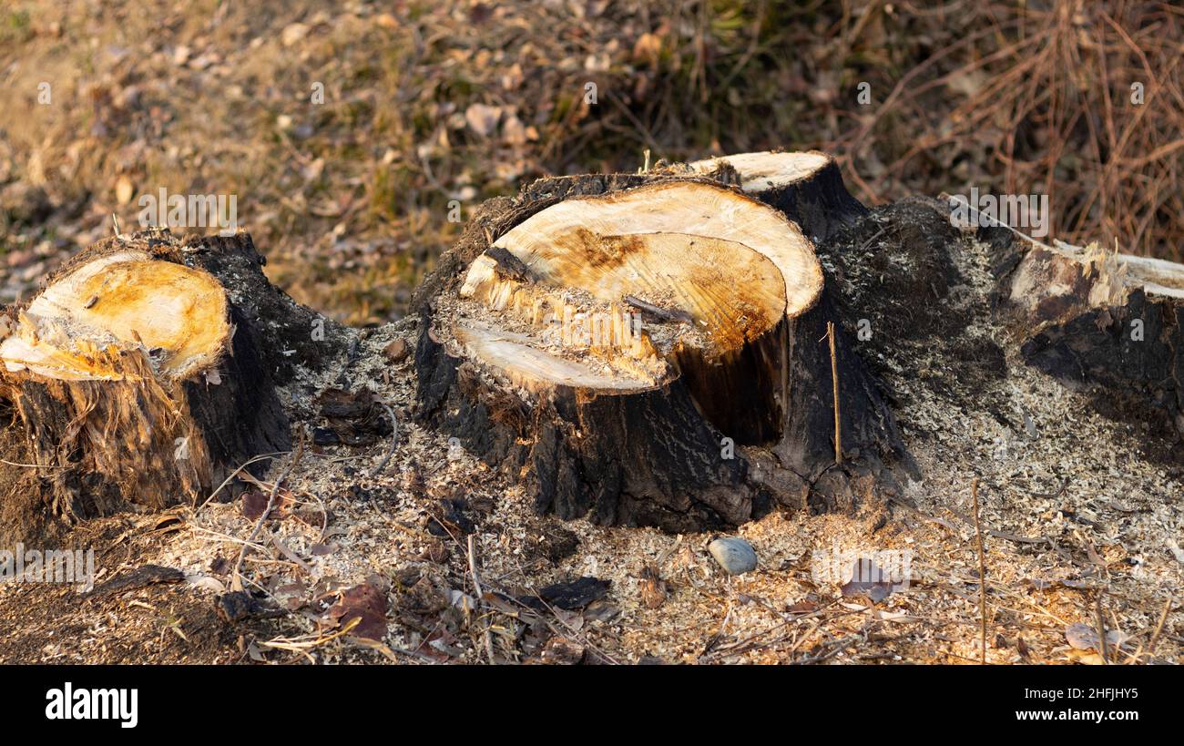 Fresh stump of a tree Stock Photo - Alamy