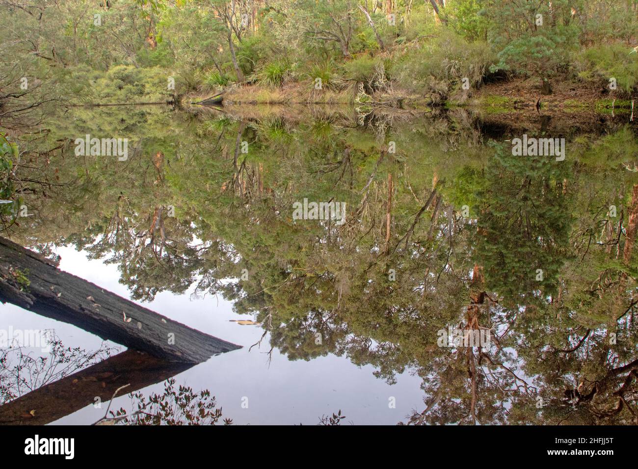 The Warren River in south-west Western Australia Stock Photo - Alamy