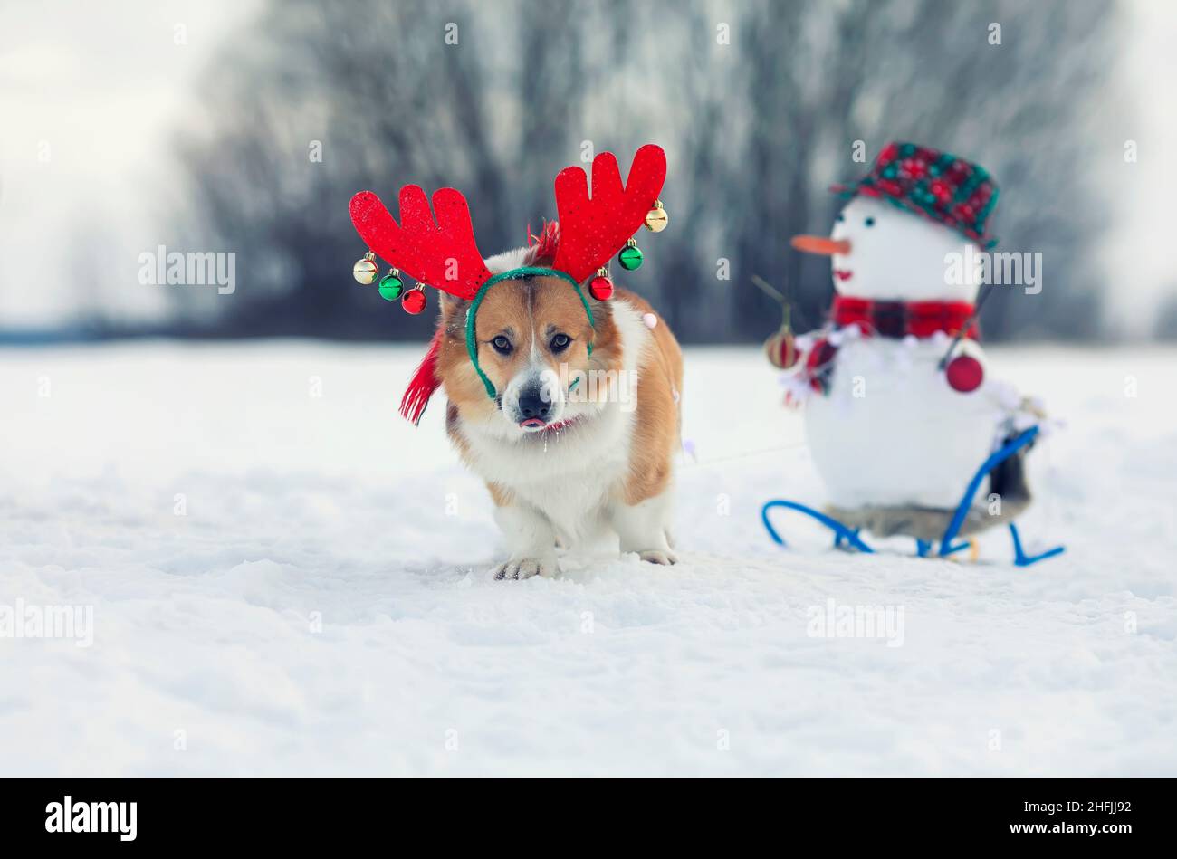 funny charming corgi dog in festive reindeer antlers carries a snowman ...