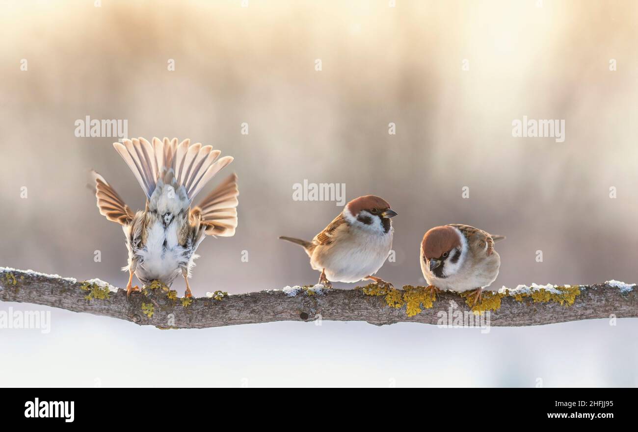 funny little birds sparrows sitting on a branch in the garden fluffing ...