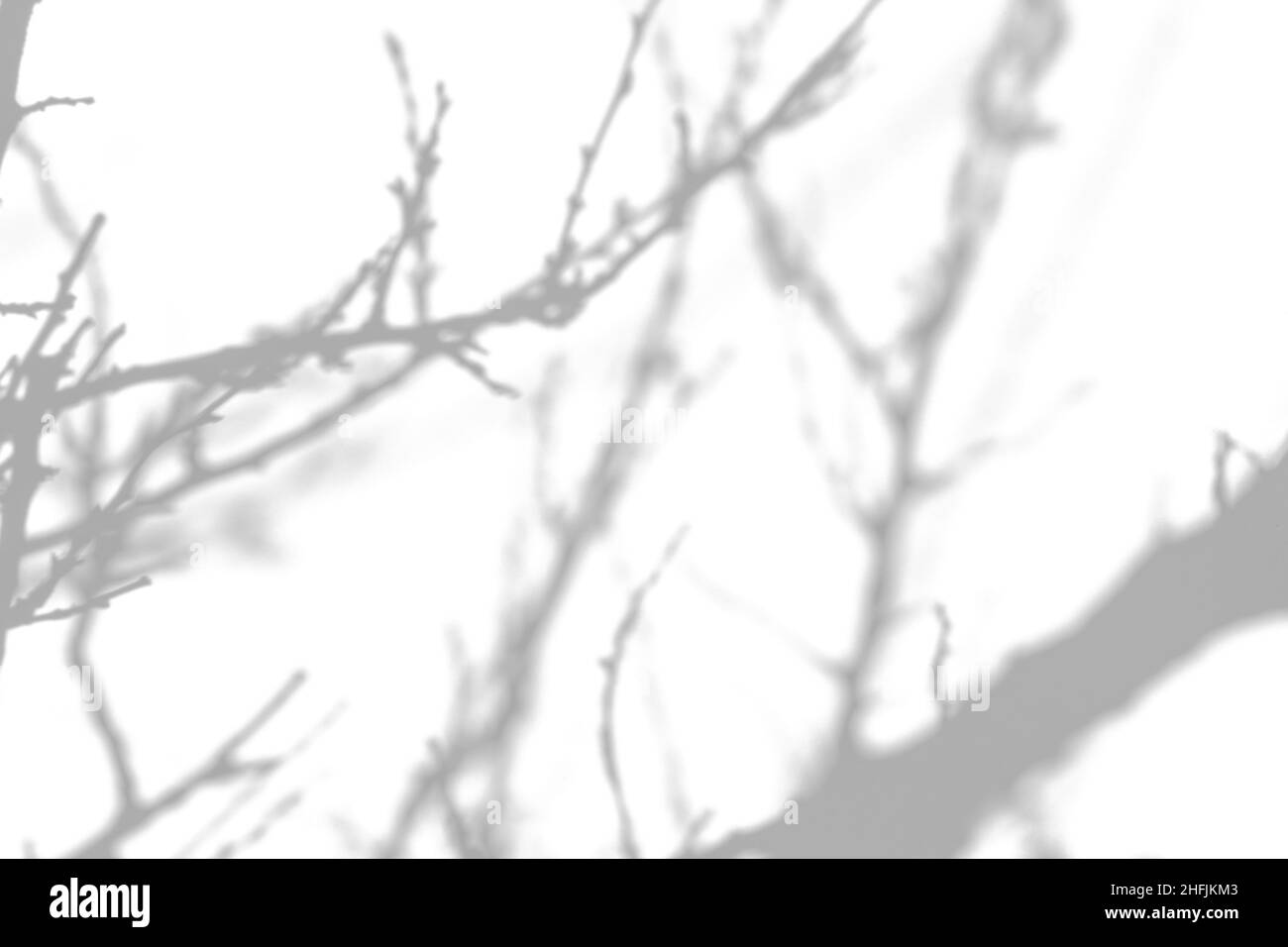 White japanese cherry tree hi-res stock photography and images - Alamy