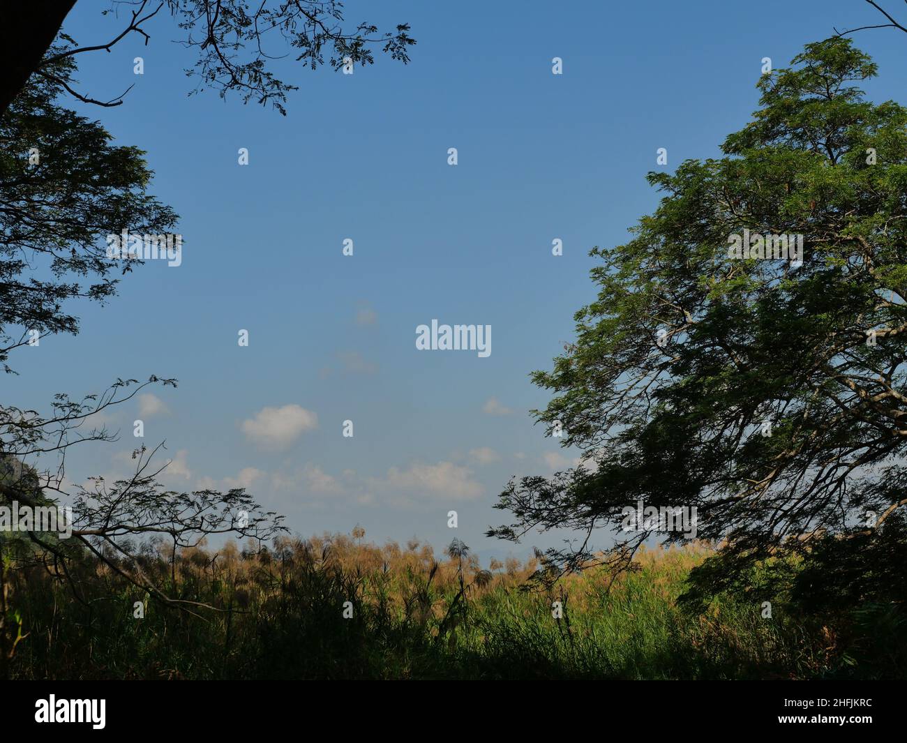 Group of Reed tree plant in field with Brown branch and green bush of ...