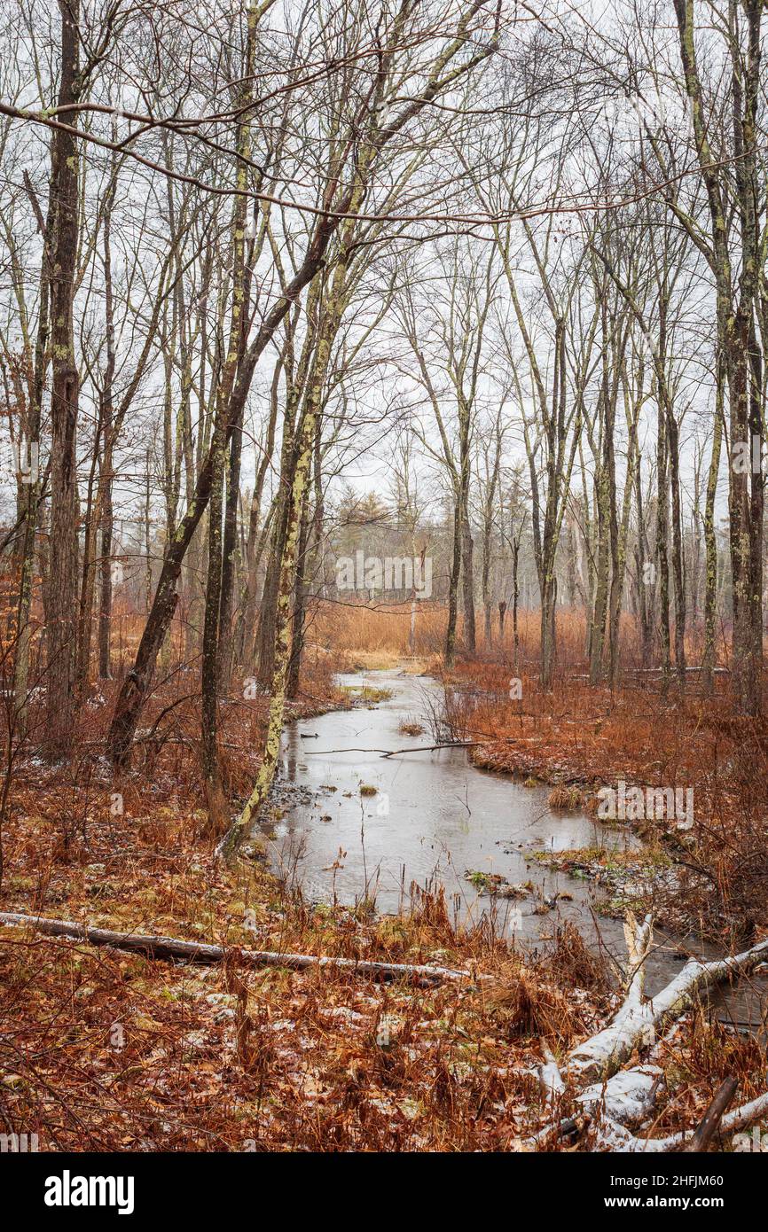 Wintry landscape of a brook flowing through a leafless deciduous forest ...