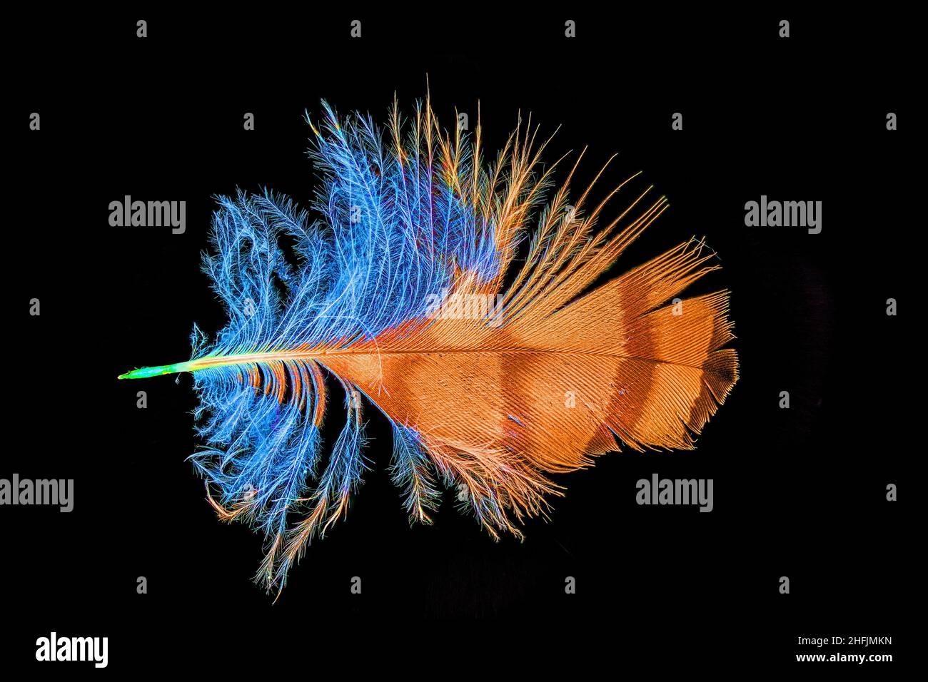 Macro shot of a colored buzzard feather isolated on black Stock Photo ...