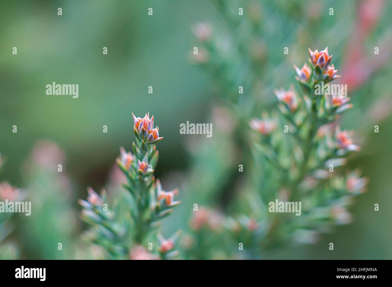 Young spring buds of juniper with selective focus. Defocus vegetal ...