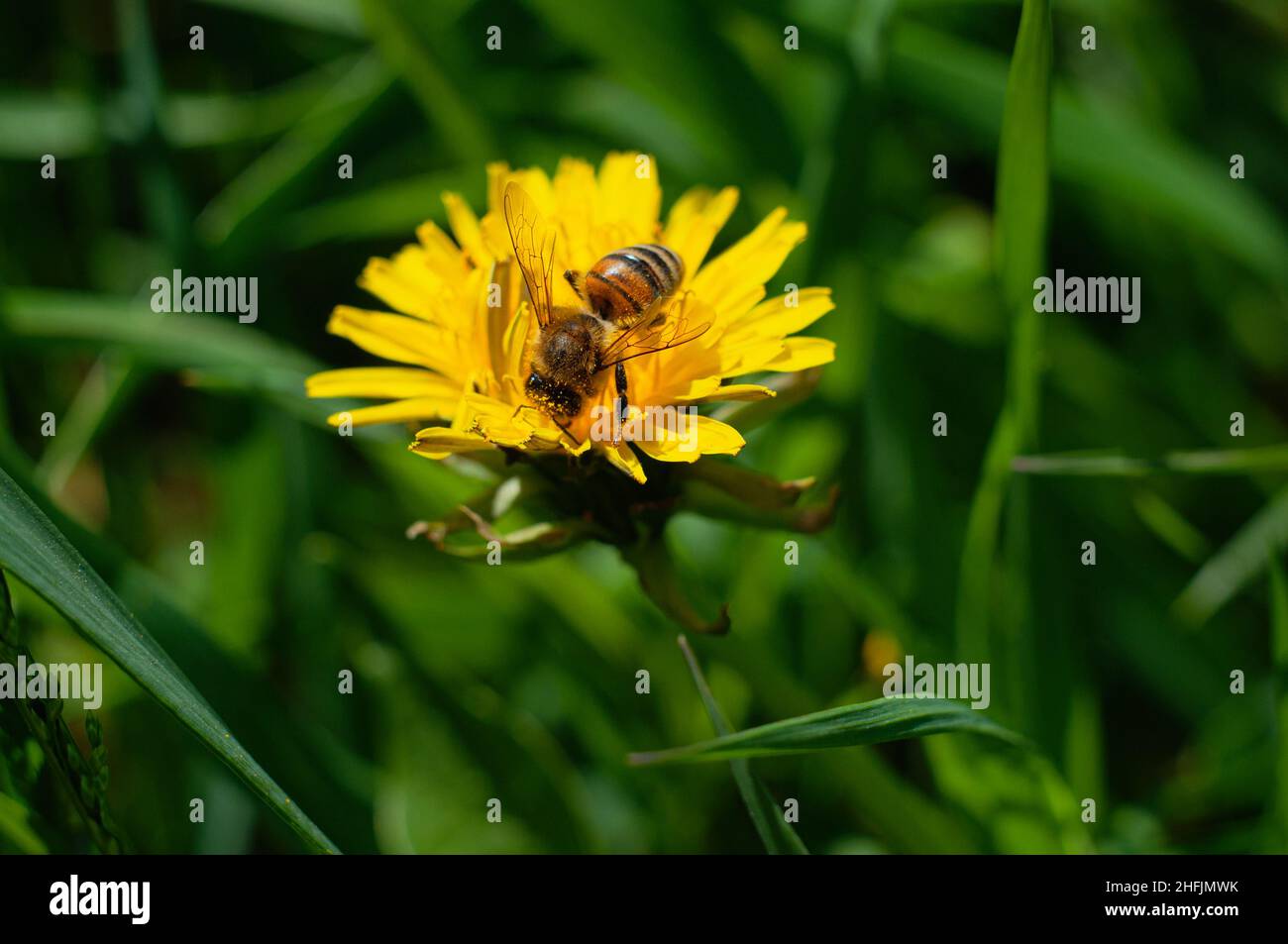 Yellow spring dandelion flower with bee and stuck pollen. Green ...