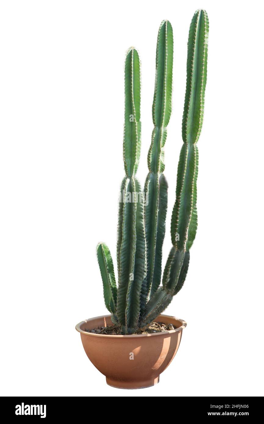 Tree in clay pot Cut Out Stock Images & Pictures - Alamy