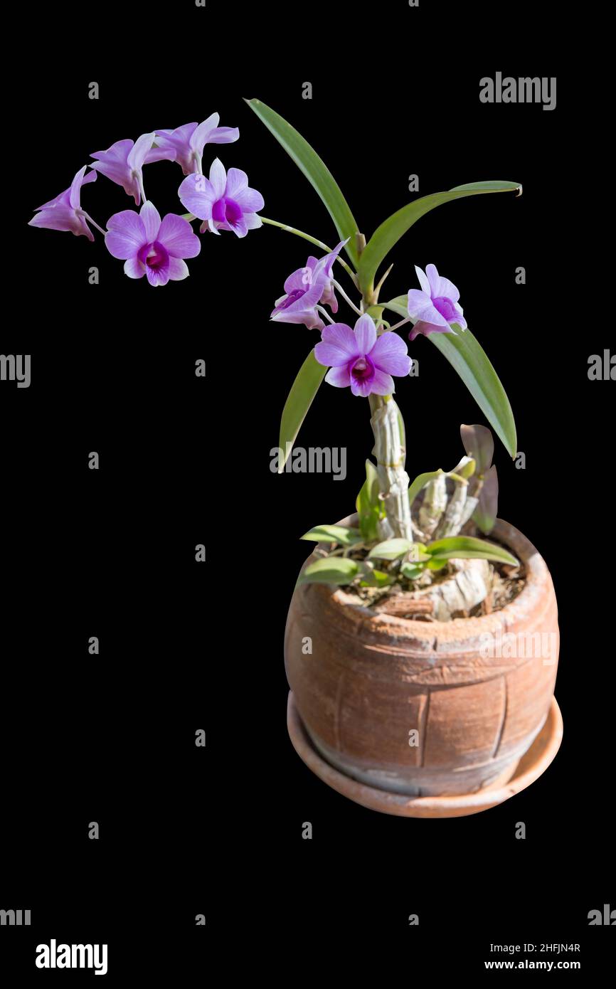 Purple Orchid flower, focus selective Stock Photo - Alamy