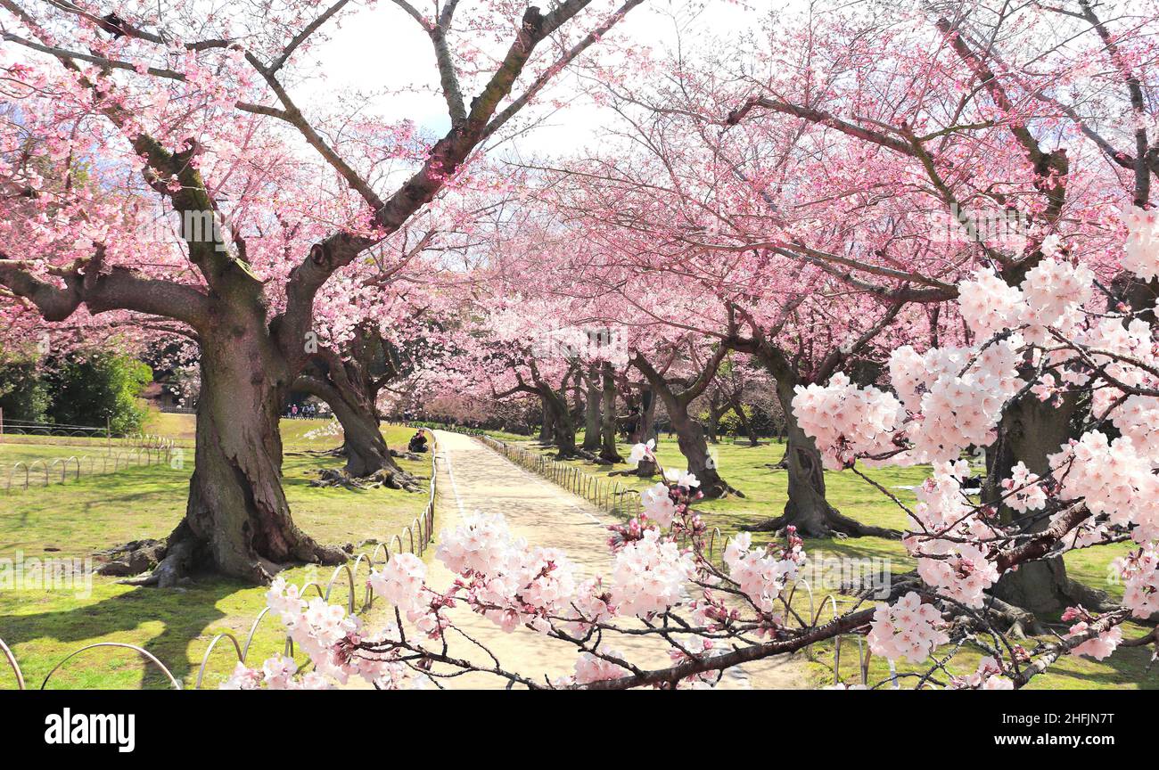 Blooming sakura trees in Koishikawa Korakuen garden, Okayama, Japan ...