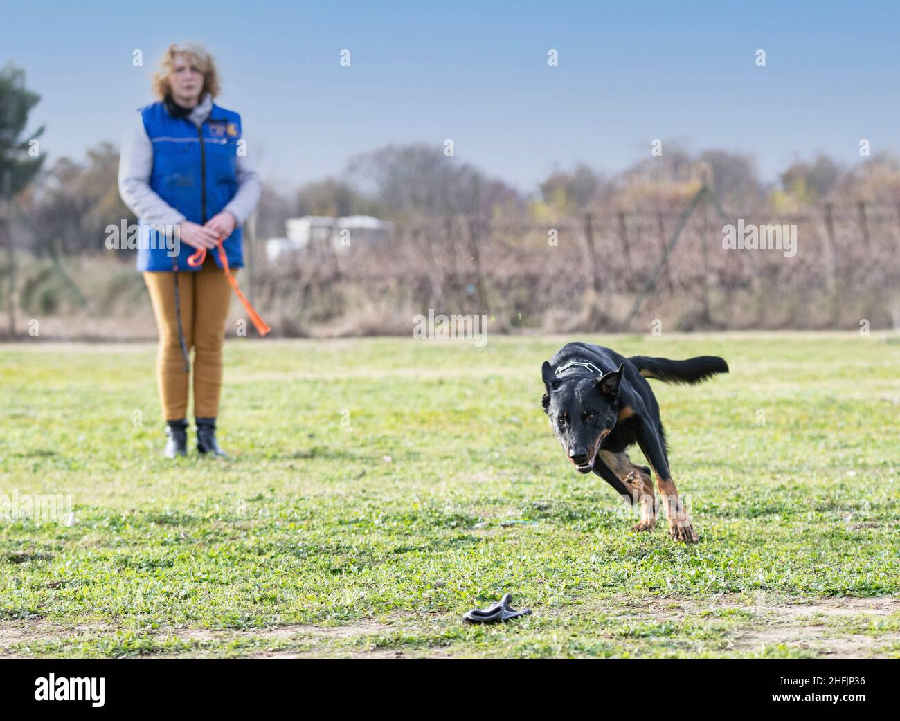 Dog biting at back hi-res stock photography and images - Alamy