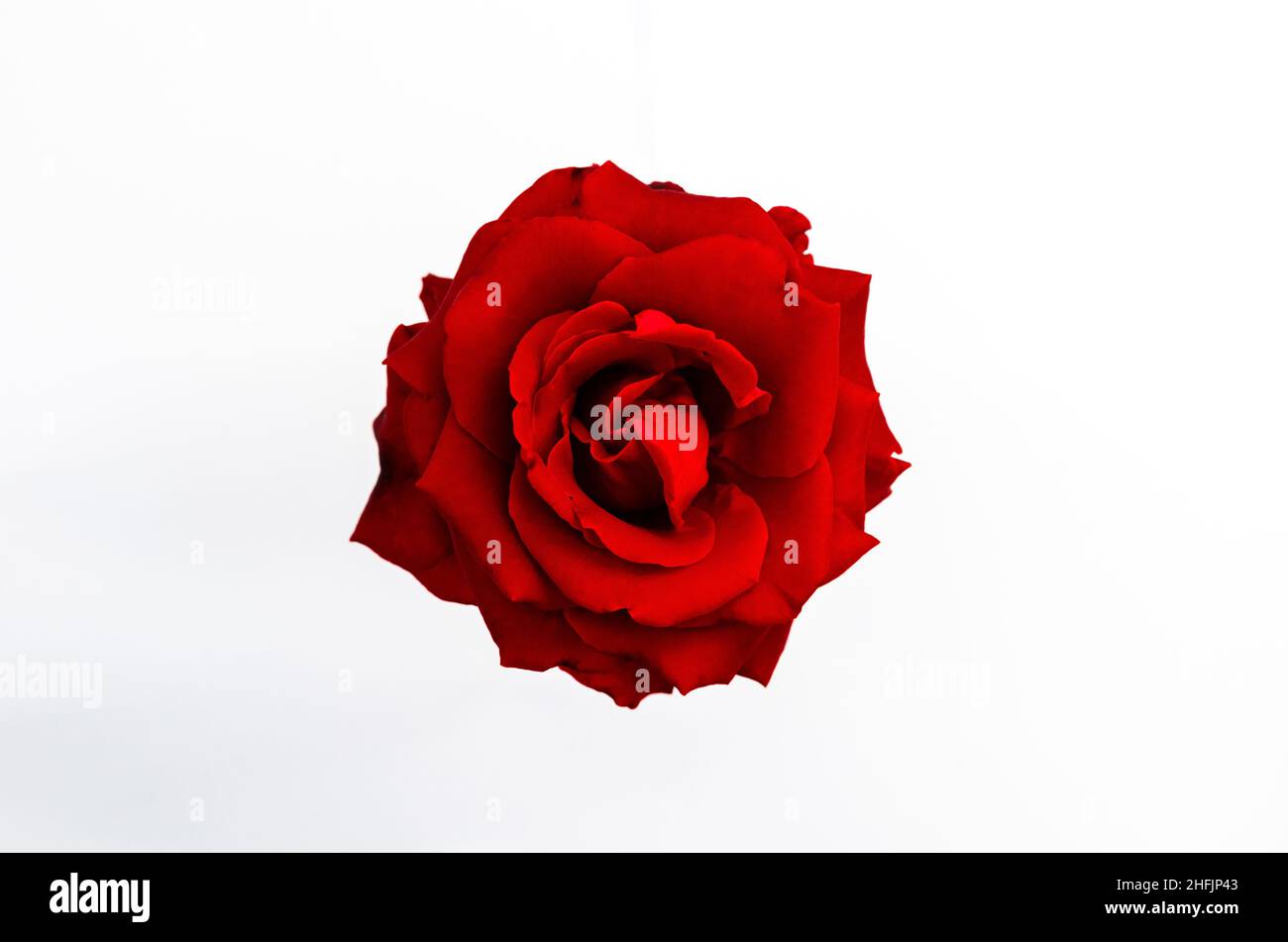 Top view of blooming red color rose flower isolated on white paper ...