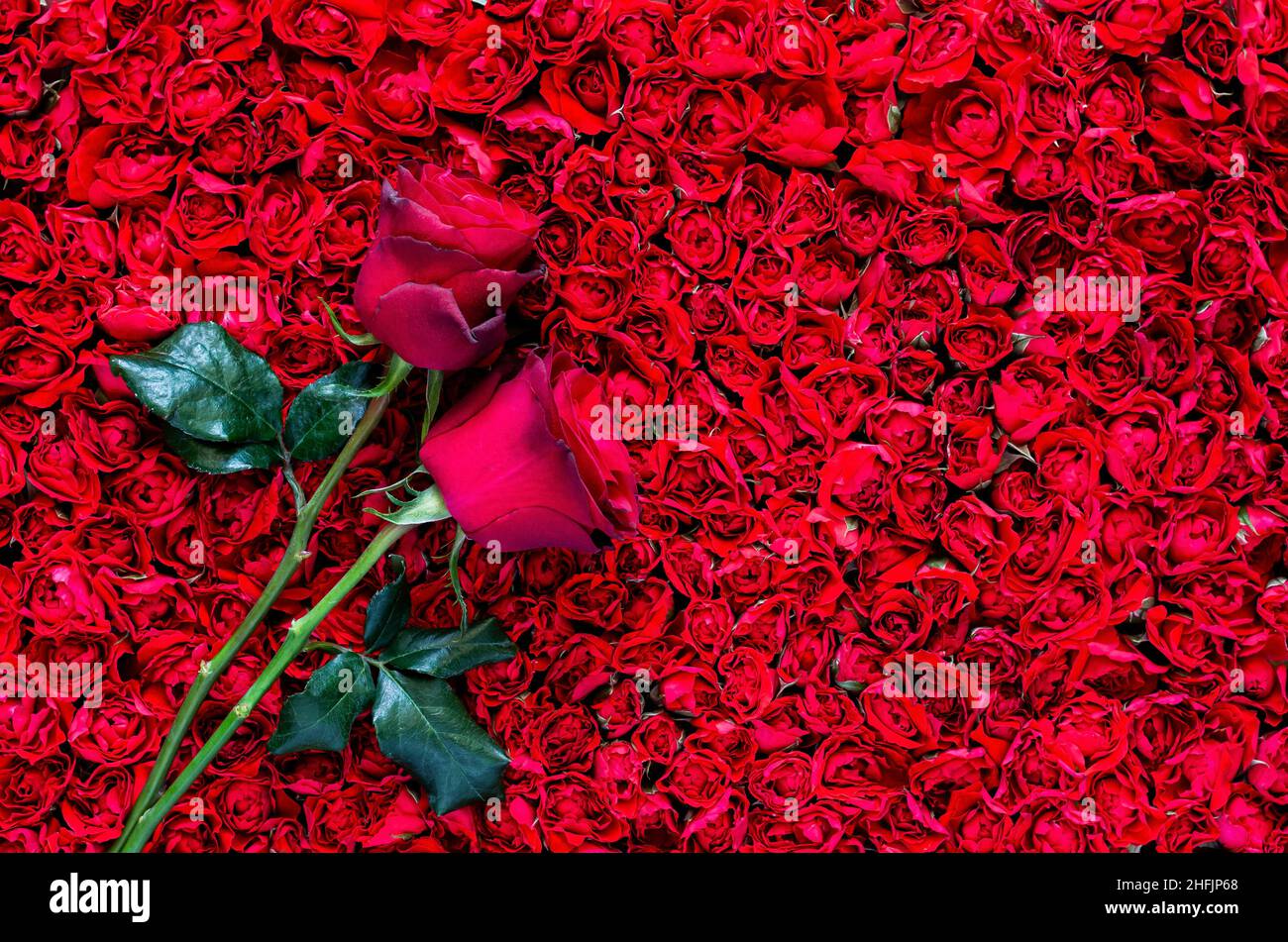 Two roses put on red rose background for anniversary, mother and ...