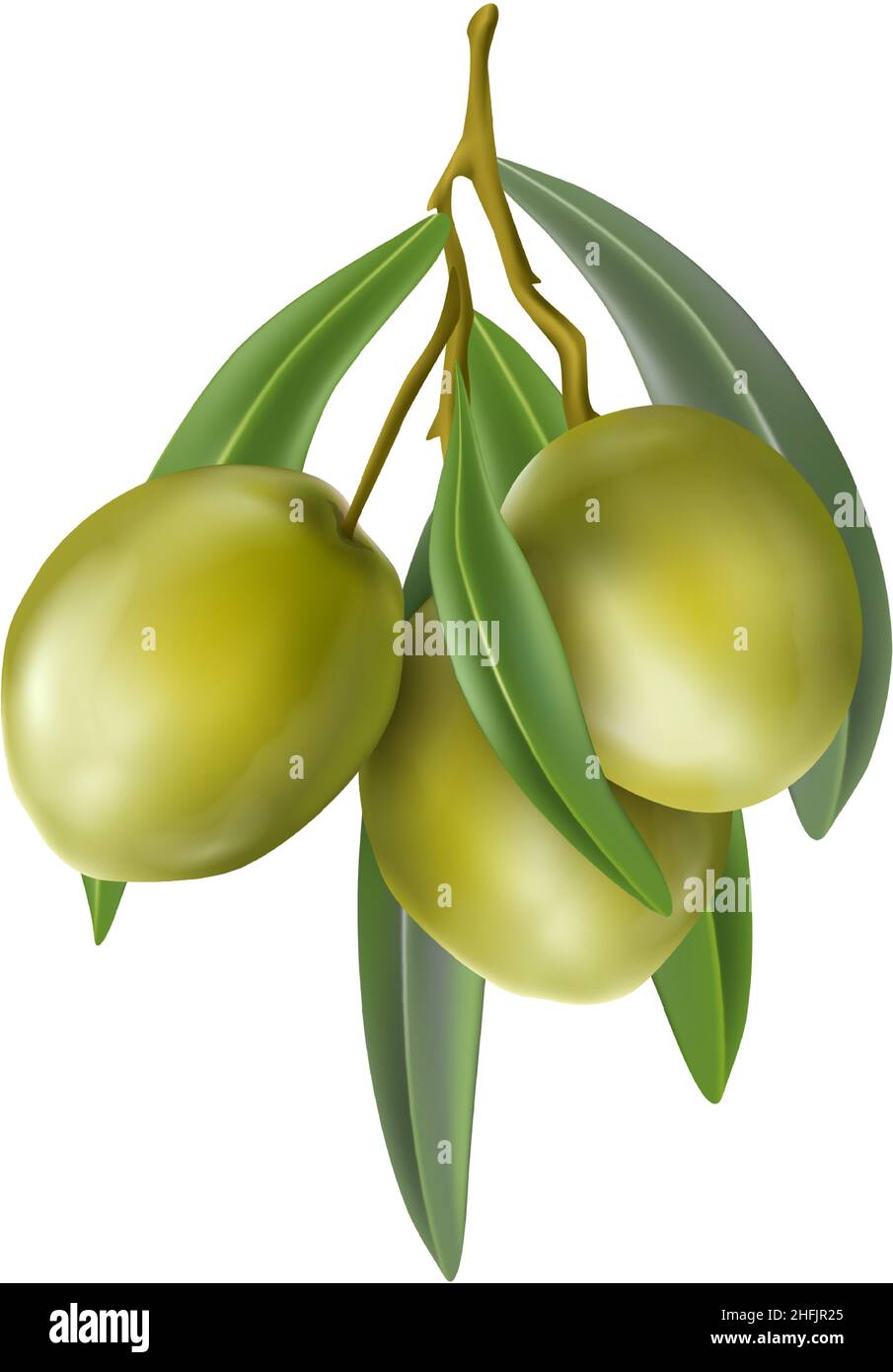 3d realistic vector icon. Green olives branch Stock Vector Image & Art ... 3d realistic vector icon. Green olives branch Stock Vector Image & Art ...