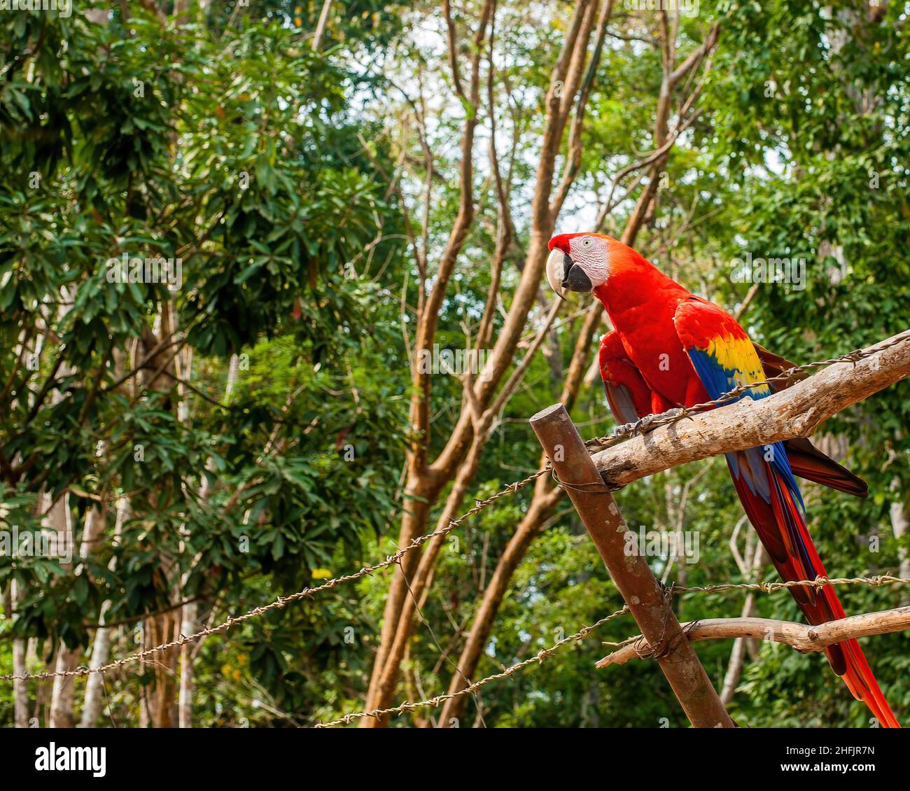 Macaws are a group of New World parrots that are long-tailed and often ...