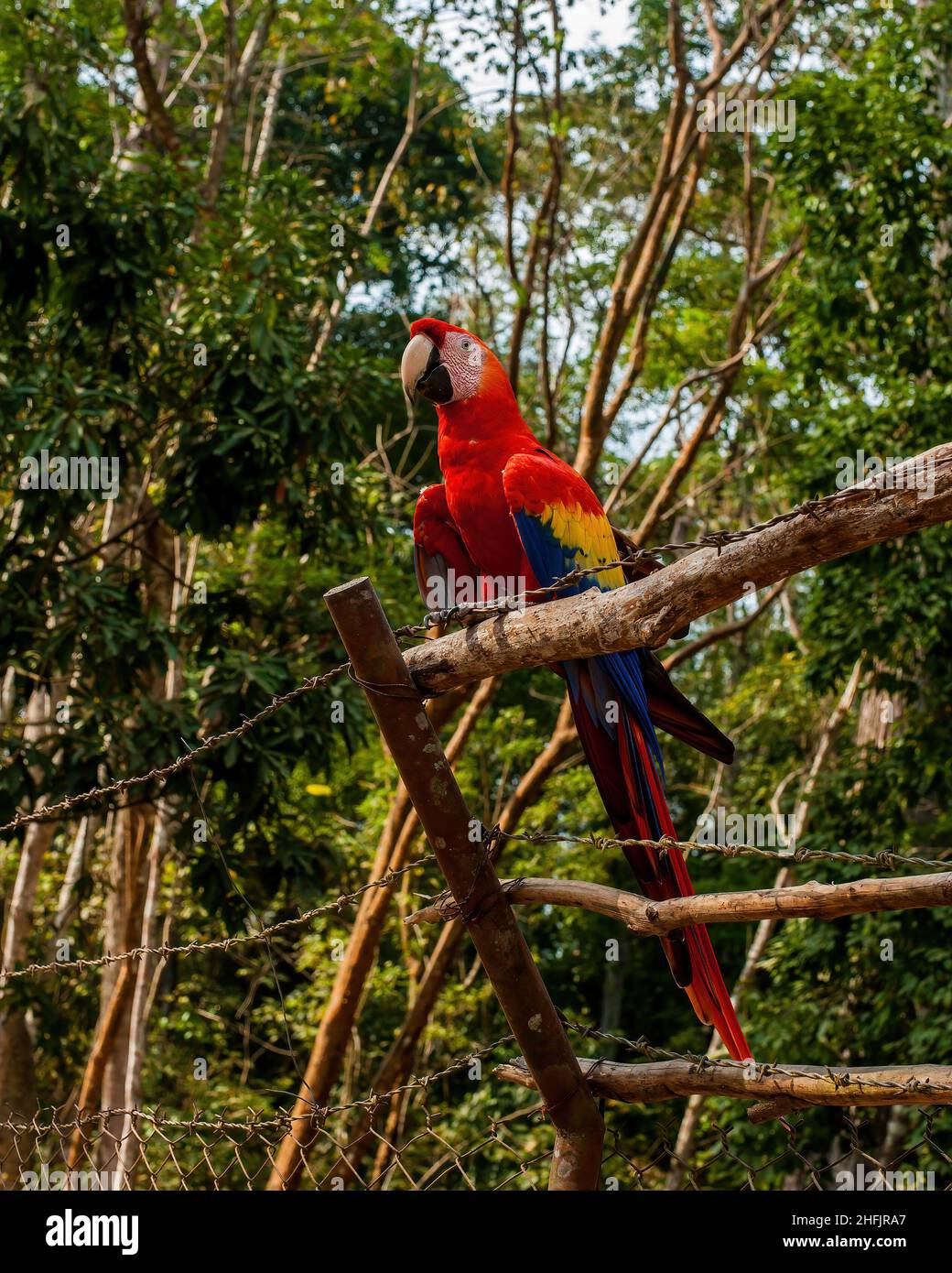 Macaws are a group of New World parrots that are long-tailed and often ...
