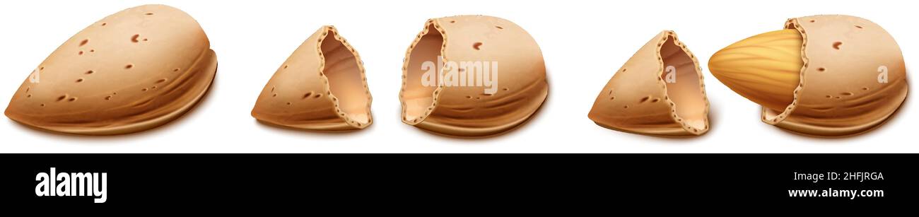 3d realistic vector icon. Almond nut shell. Isolated on white ...