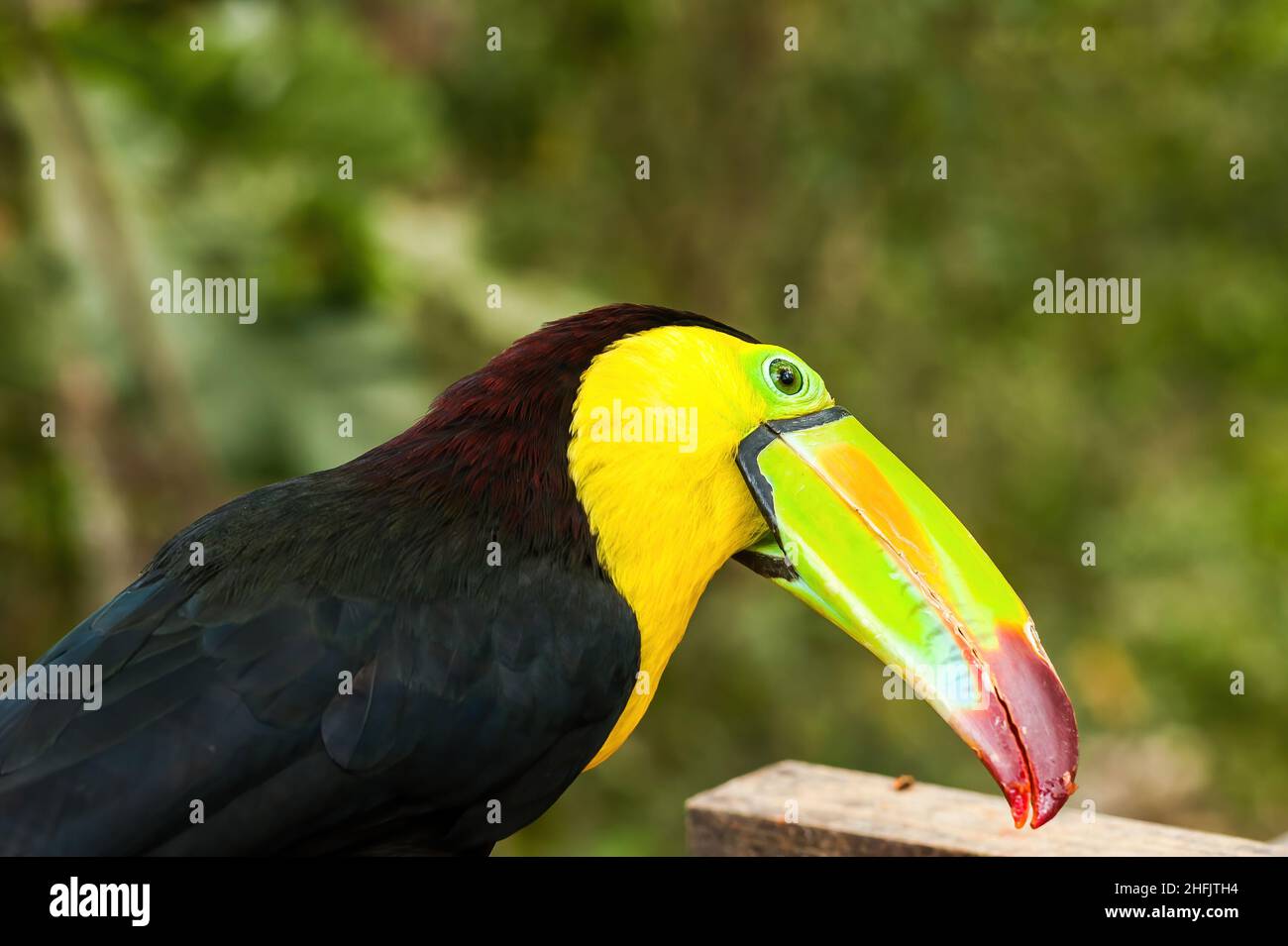 Toucans are members of the Neotropical near passerine bird family ...