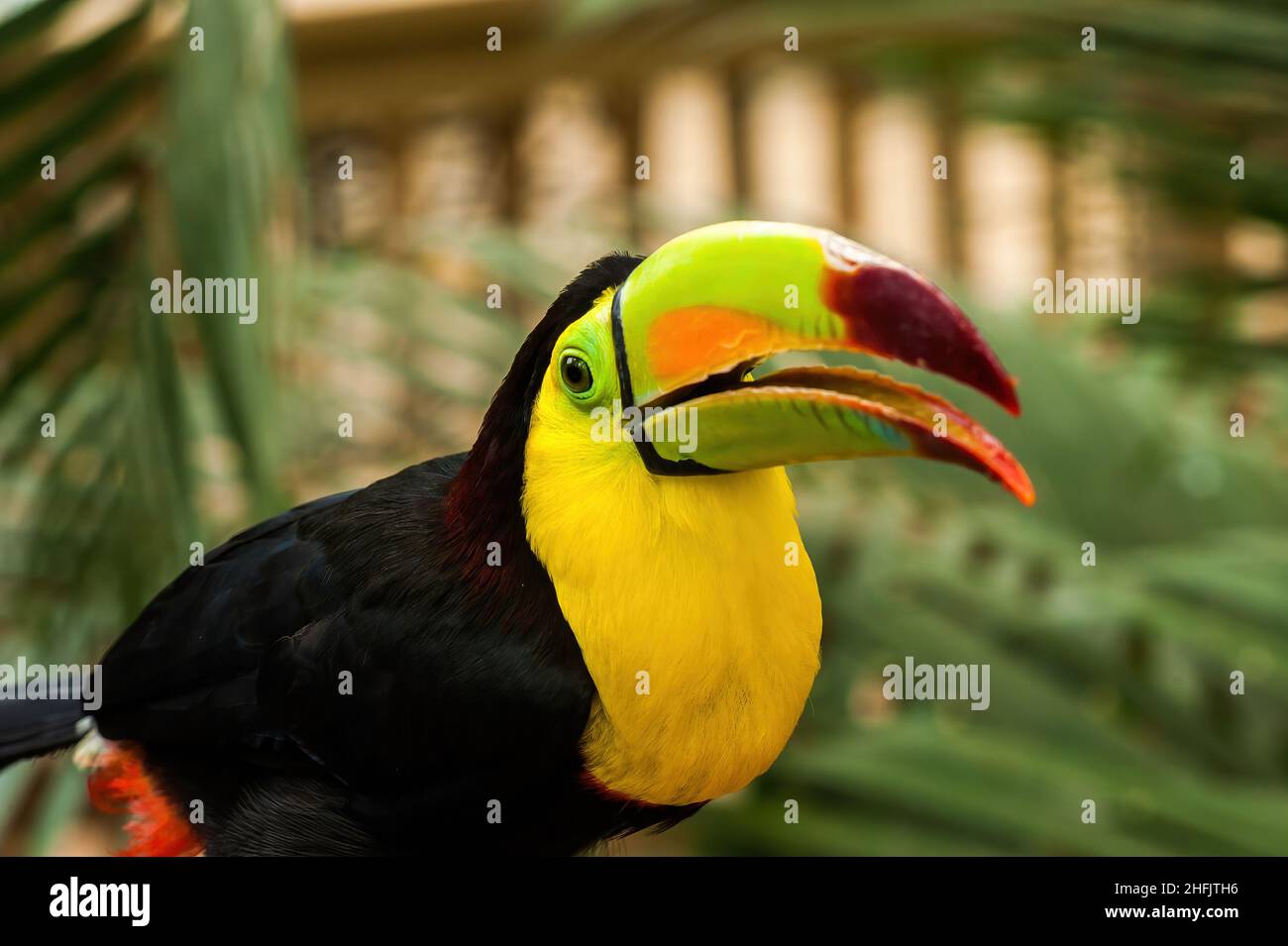 Toucans are members of the Neotropical near passerine bird family ...