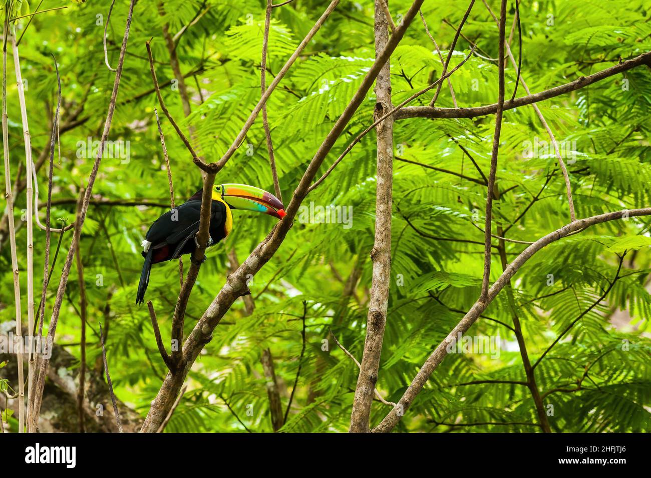American barbets hi-res stock photography and images - Alamy