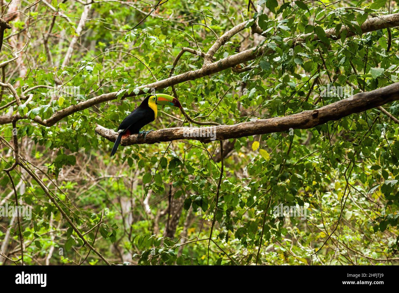 Toucans are members of the Neotropical near passerine bird family ...