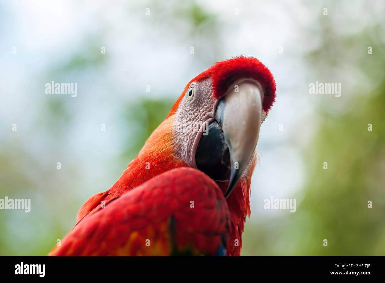 Macaws are a group of New World parrots that are long-tailed and often ...