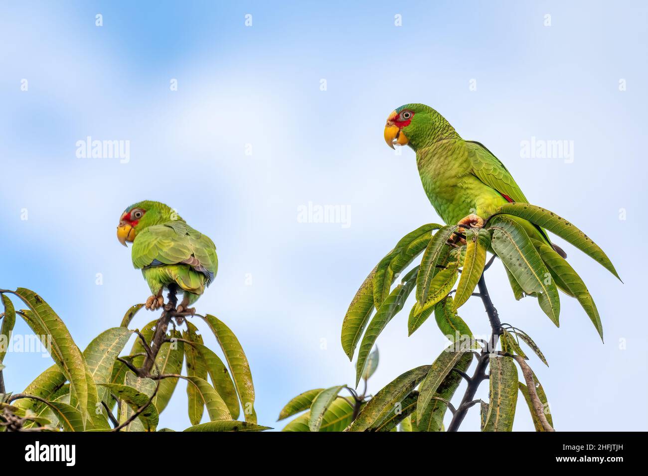 white-fronted amazon (Amazona albifrons) also known as the white ...