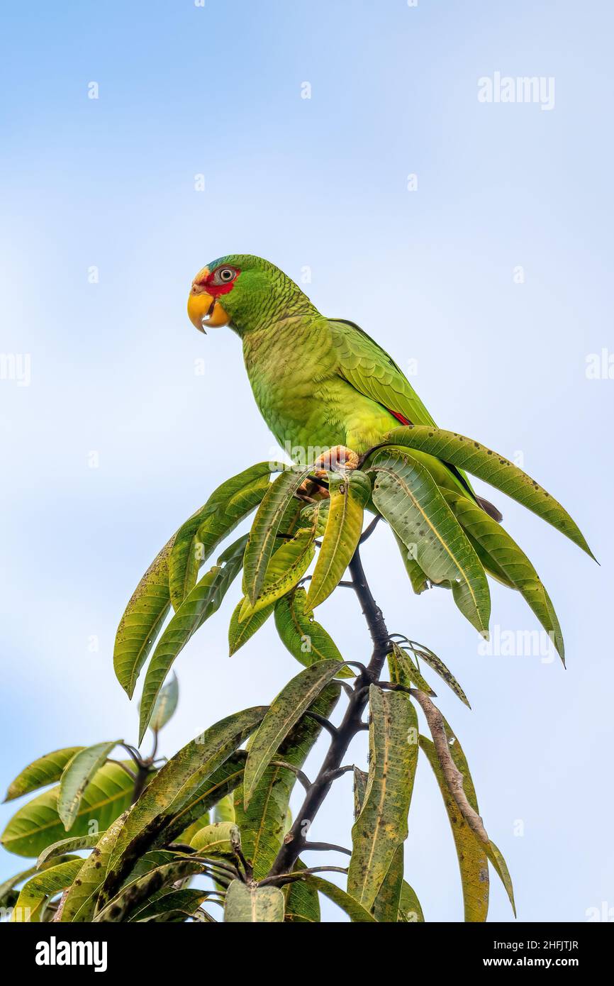 Spectacled amazon parrot hi-res stock photography and images - Alamy