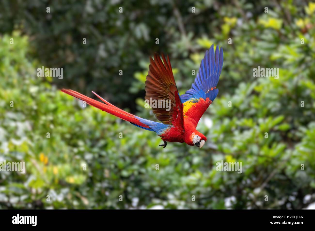 Flying Macaw Costa Rica