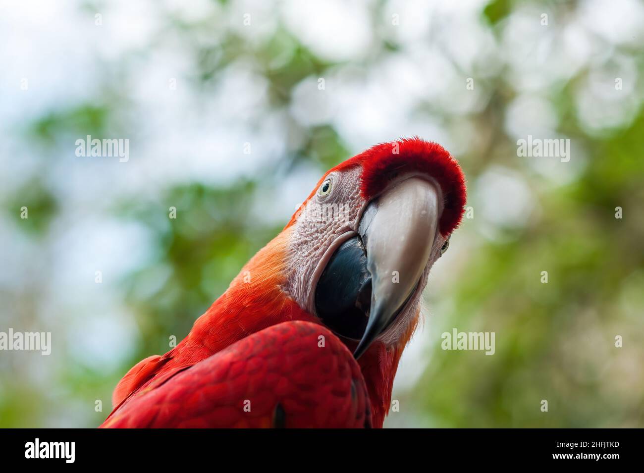 Macaws are a group of New World parrots that are long-tailed and often ...