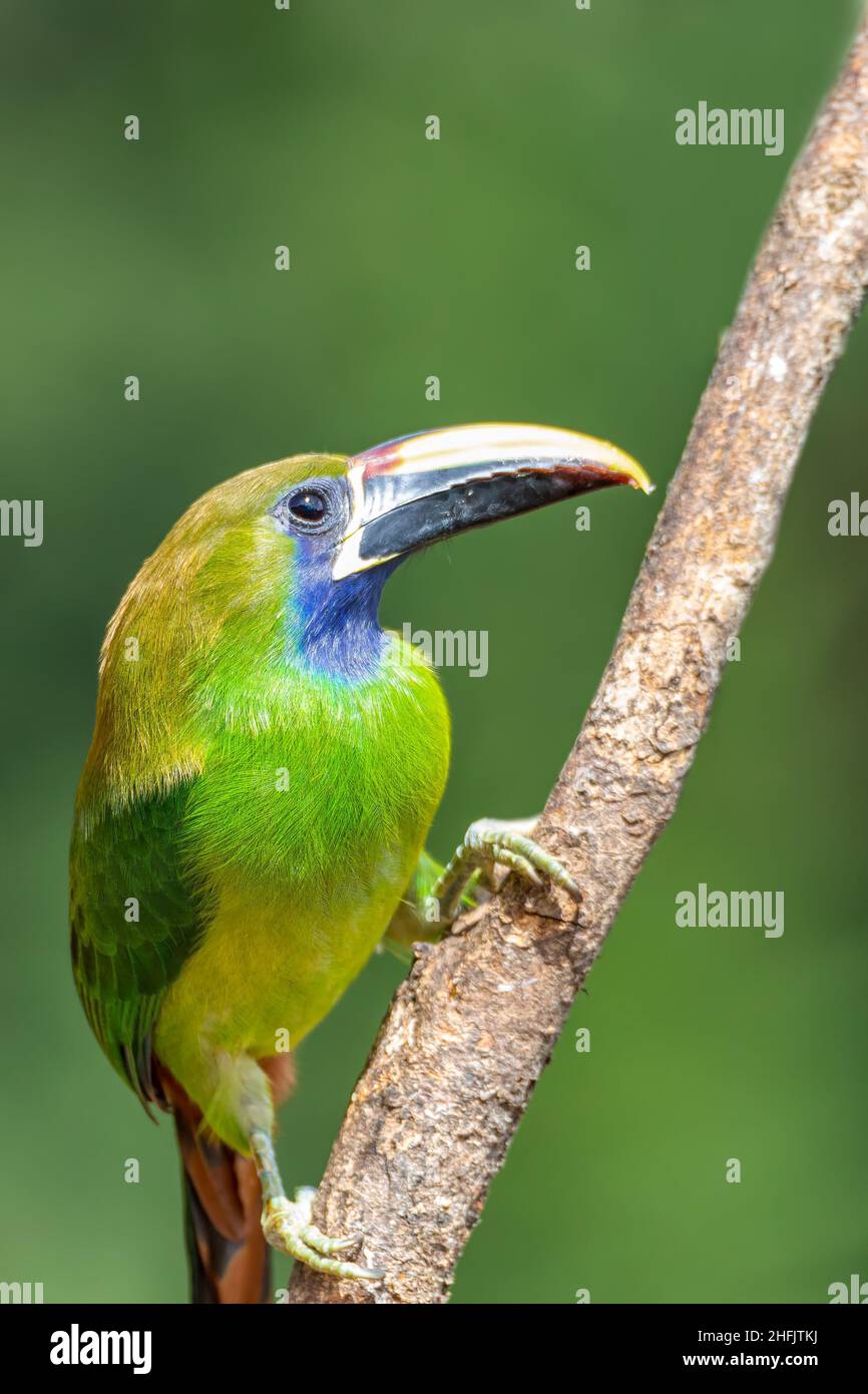 Emerald toucanet (Aulacorhynchus prasinus), small toucan. Beautiful ...