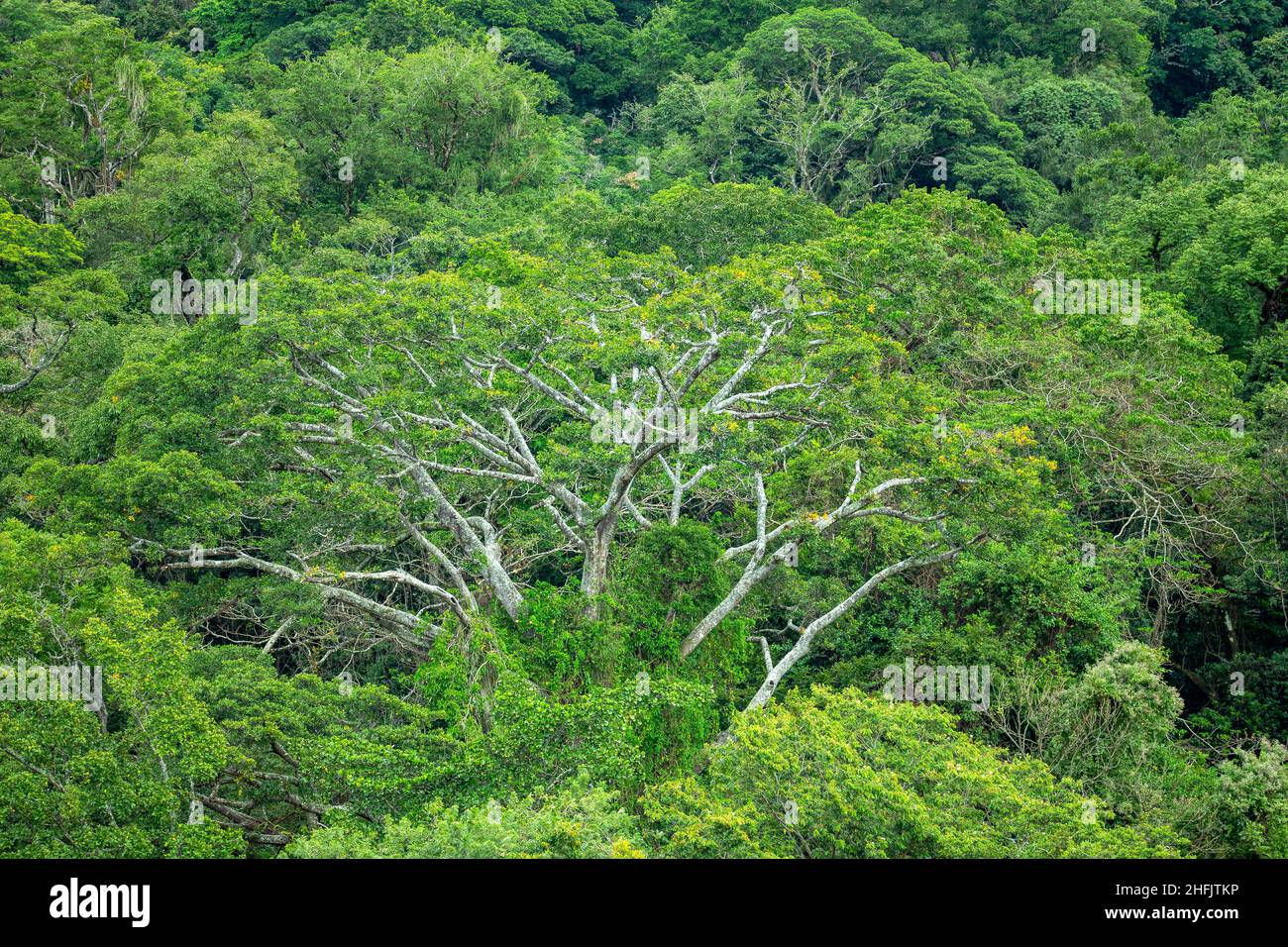 Dense Tropical Rain Forest. Traditional Costa Rica green landscape ...