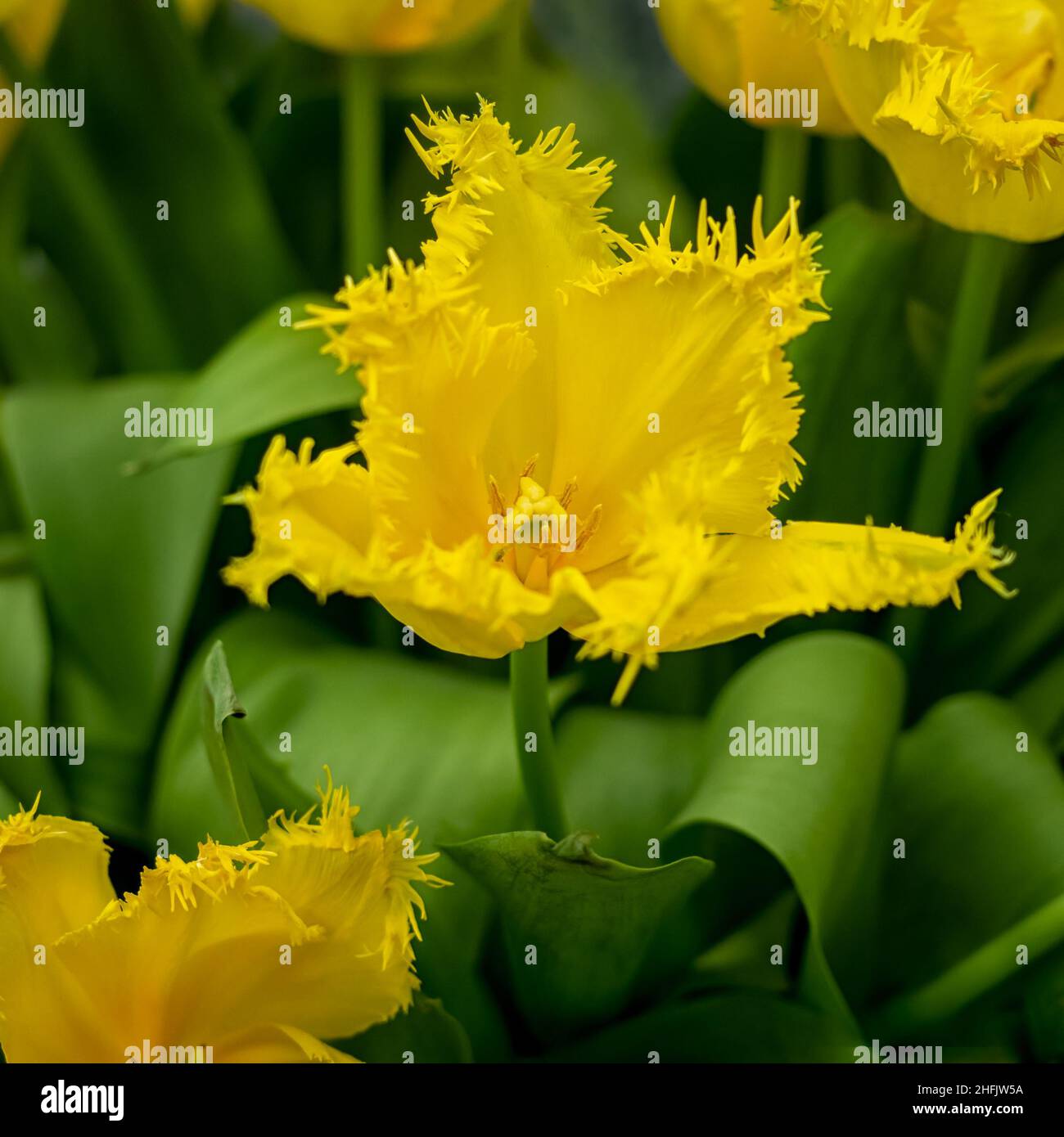 Closeup of flowers of Tulipa 'Hamilton' Stock Photo - Alamy