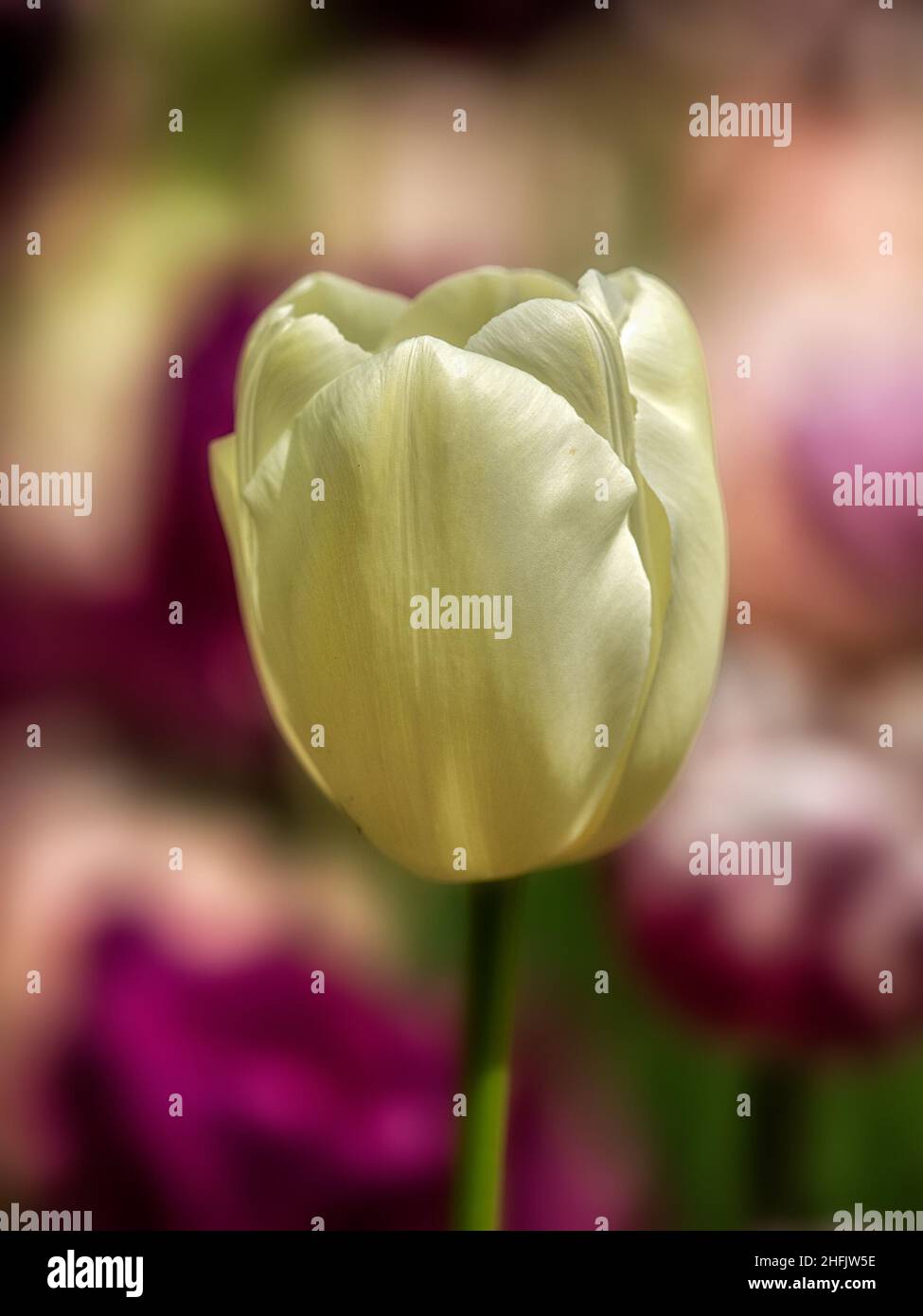 Tulipa cream flag hi-res stock photography and images - Alamy