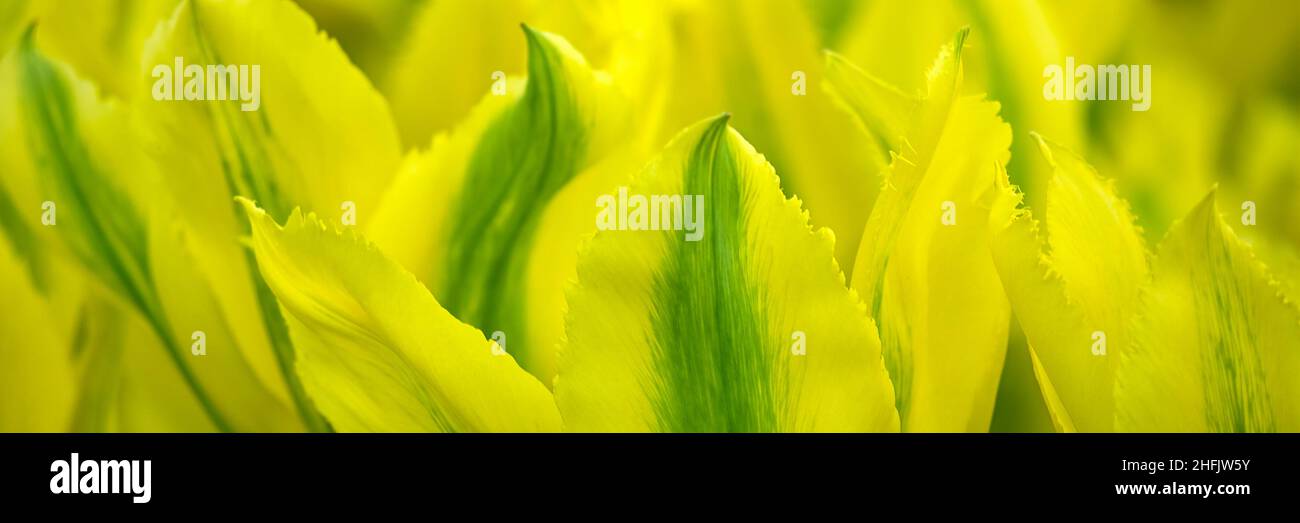 Flowers of Tulipa 'Yellow Springgreen' in a garden in panorama format ...