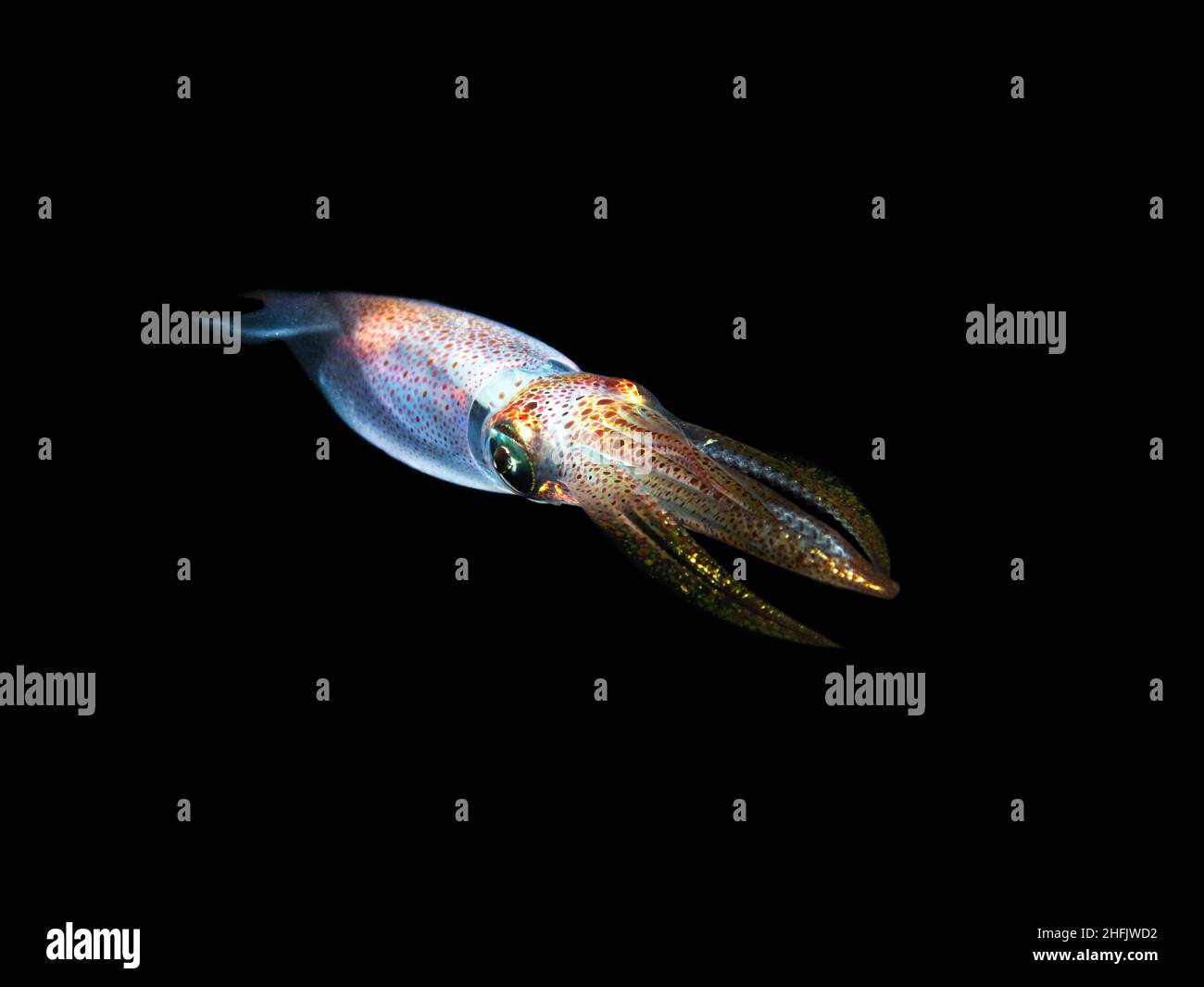 Pelagic squid hi-res stock photography and images - Alamy