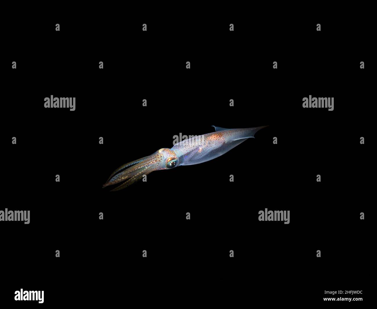 Common squids loligo hi-res stock photography and images - Alamy