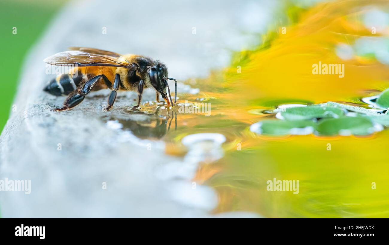 Thirsty bee drinking water in cement water tub Stock Photo - Alamy