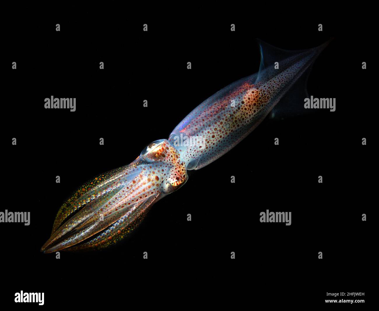 The European common squid, Alloteuthis sp on a black background from ...