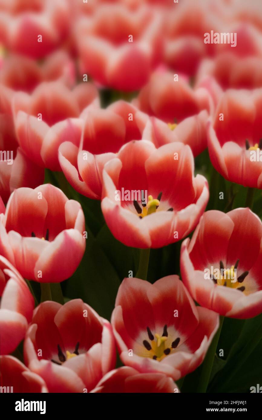 Closeup of flowers of Tulipa 'Toyota' Stock Photo - Alamy