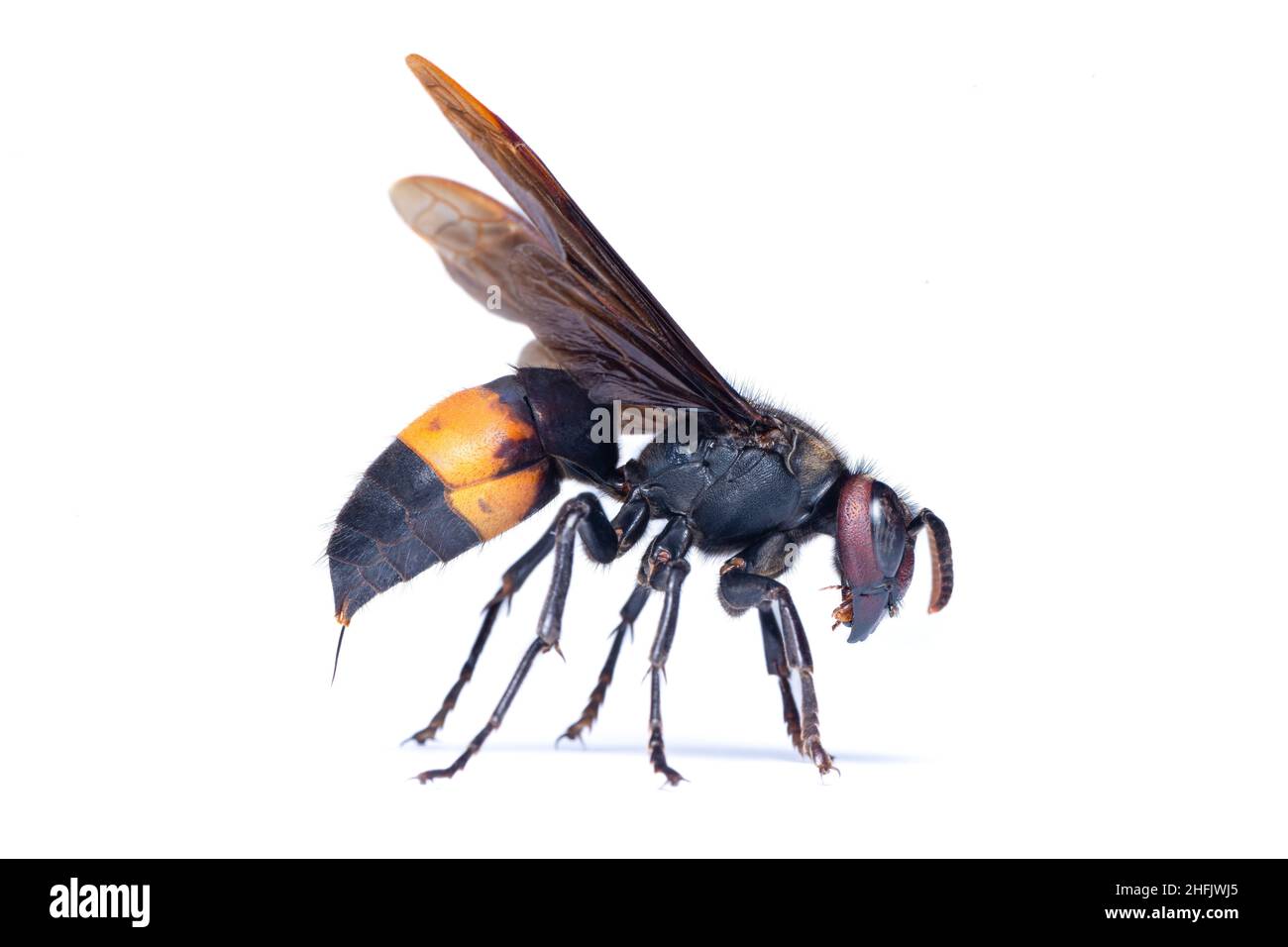 Side view of Lesser Banded Hornet isolated on white background Stock ...