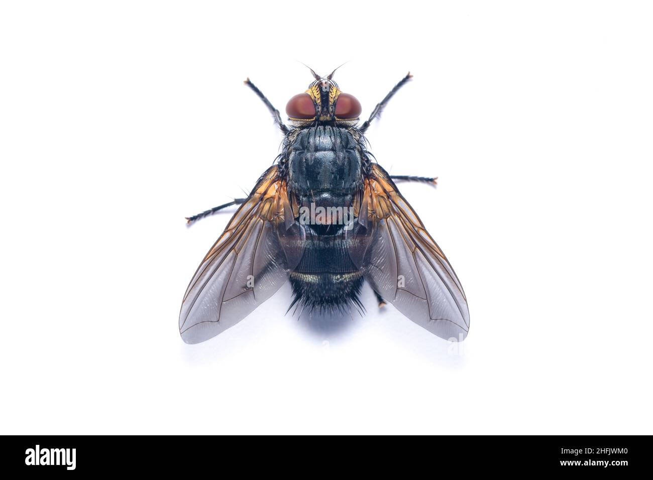 Top view large of Housefly isolated on white background Stock Photo - Alamy