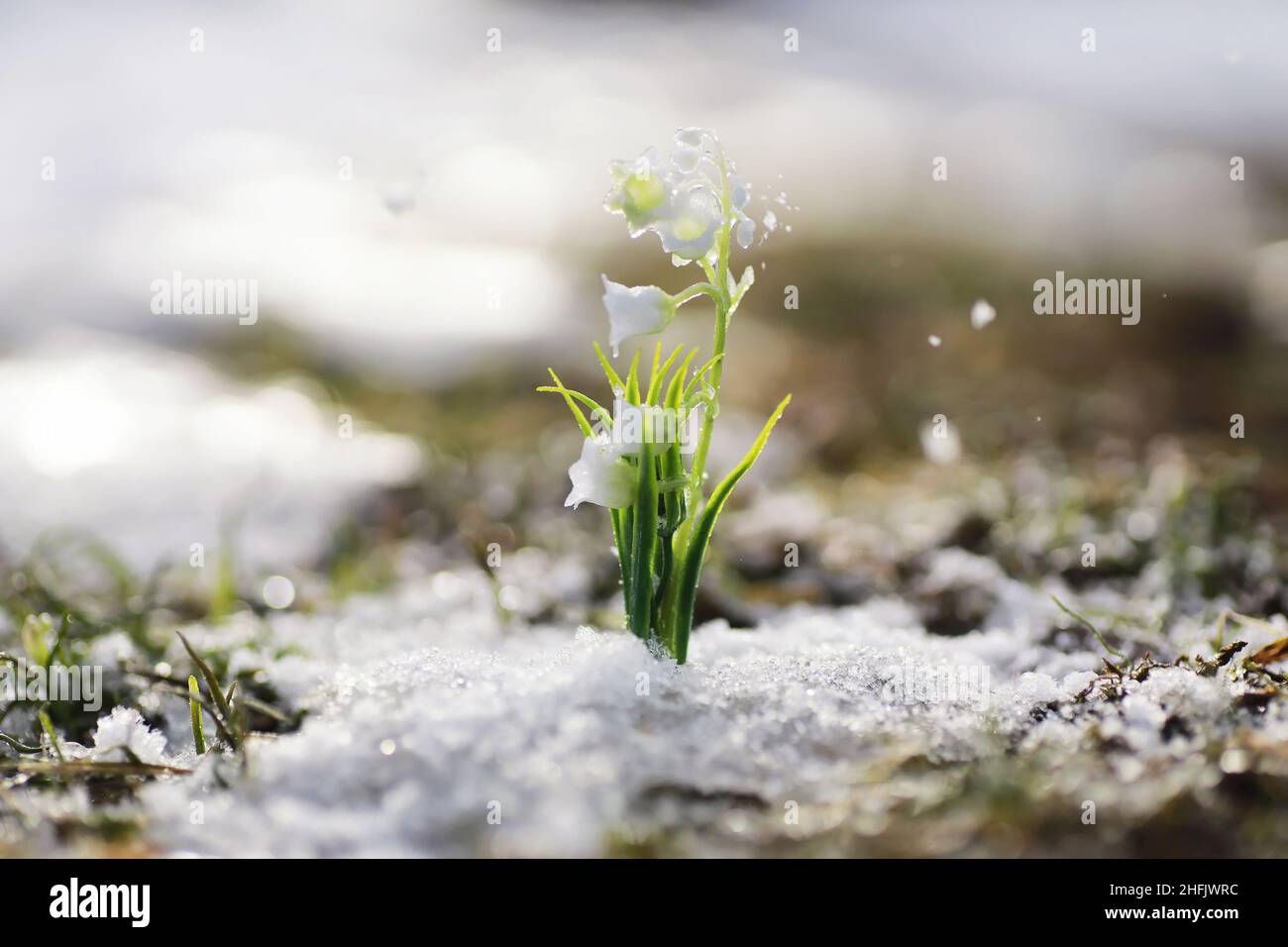 The first spring flowers. Snowdrops in the forest grow out of snow ...
