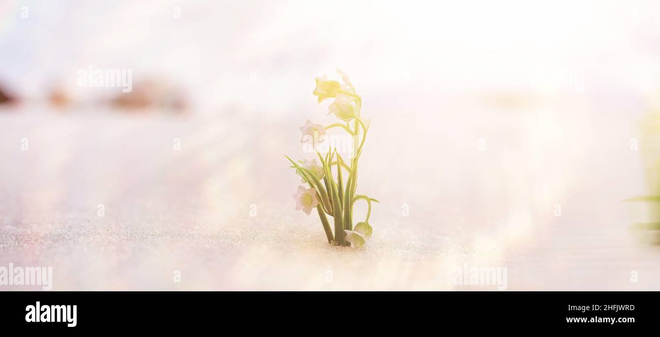 The first spring flowers. Snowdrops in the forest grow out of snow ...