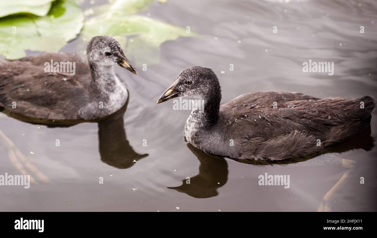 Juvenile Eurasian Coot in Wollongong Botanic Garden Stock Photo - Alamy