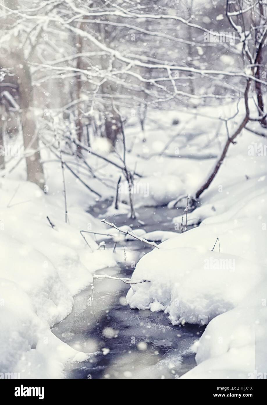 Winter forest landscape. Tall trees under snow cover. January frosty ...