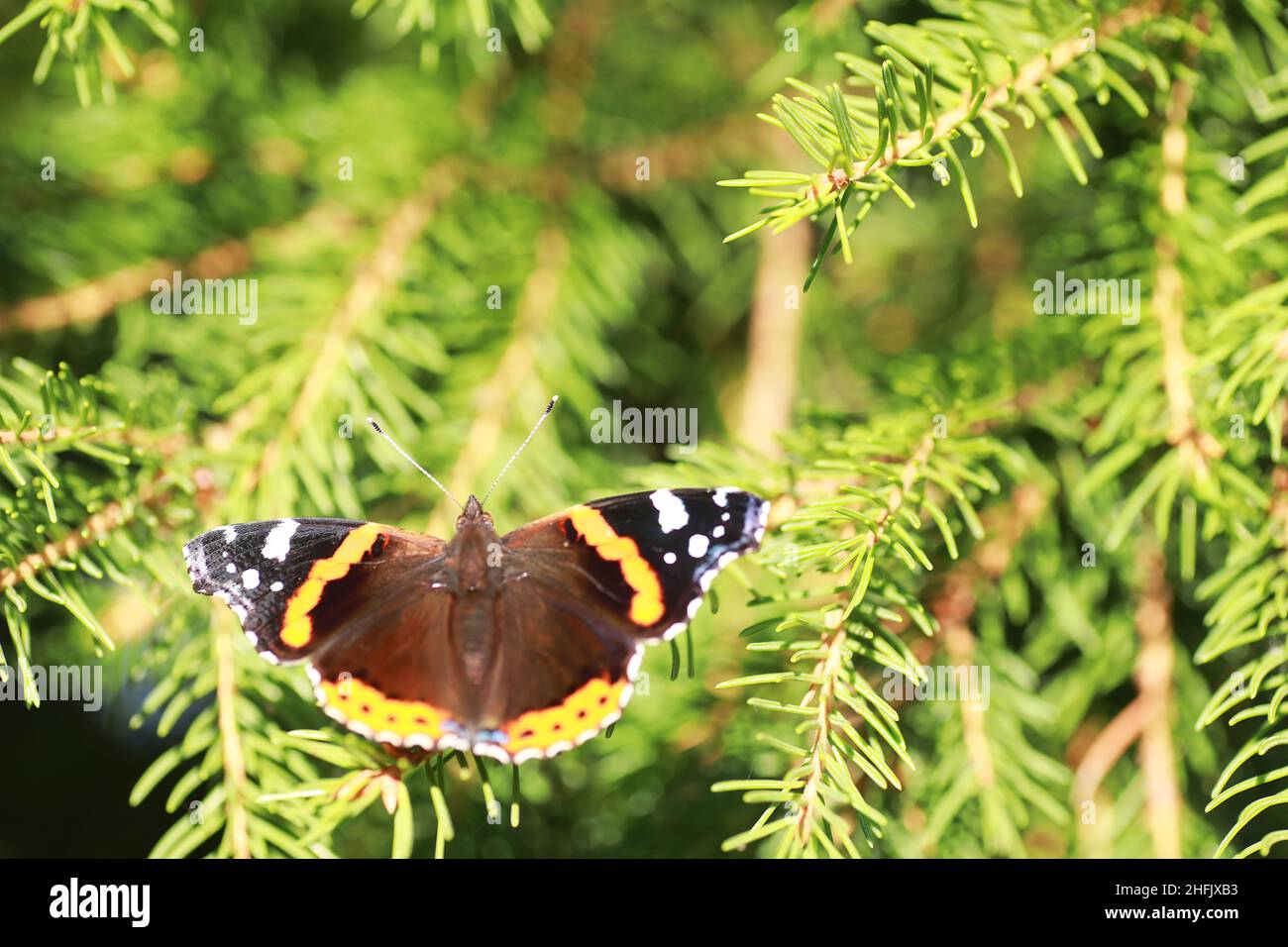 Butterflies on a tree. Butterflies and nectar. Birch juice. Butterflies ...