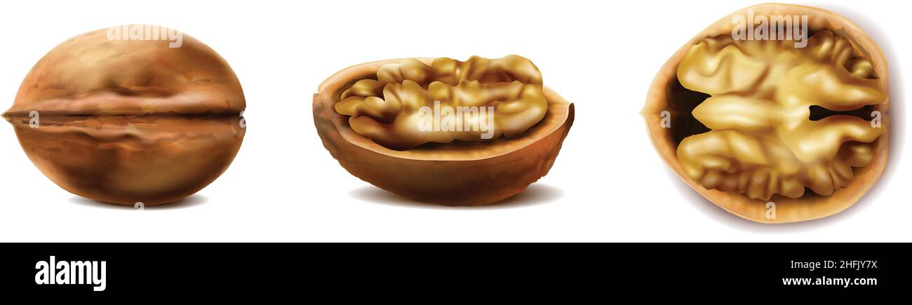 realistic vector icon. Walnuts in the shell in different shapes ...